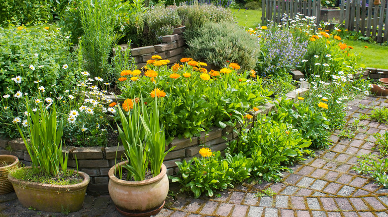 9 easy to grow herbs that can take the heat and will thrive all summer long