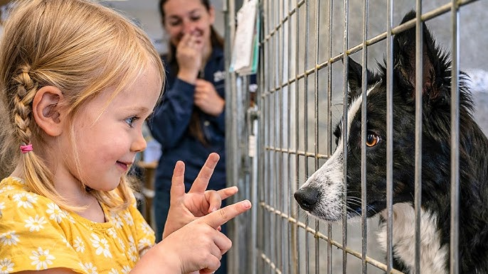 Little girl bonds with one-eyed dog at adoption event, parents know ...