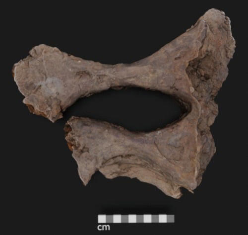Scientists found a 66-million-year-old dinosaur bone with collagen ...