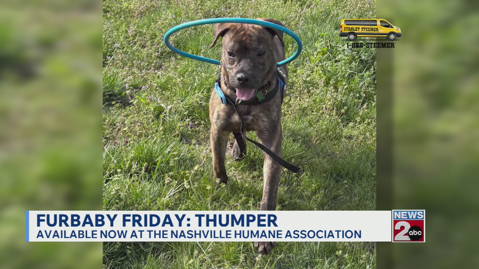 Fur baby Friday: Meet Thumper!