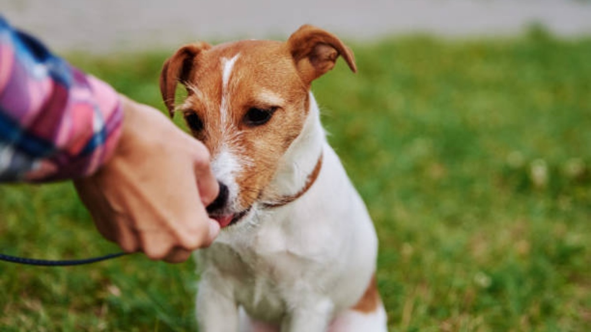 7 loving things you do that your dog secretly dislikes, according to ...