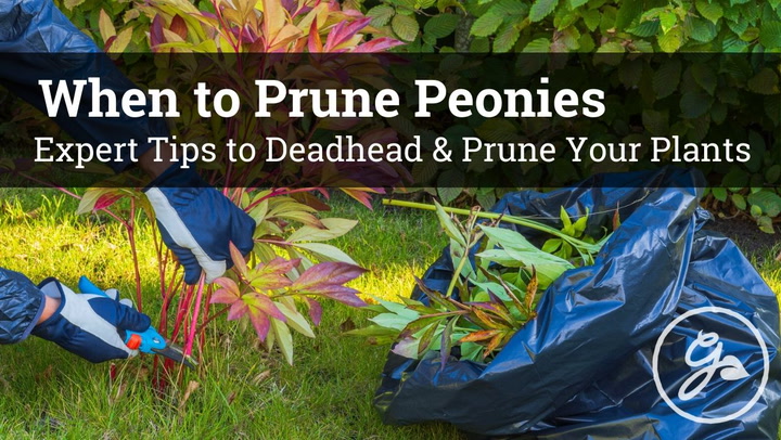 Pruning peonies