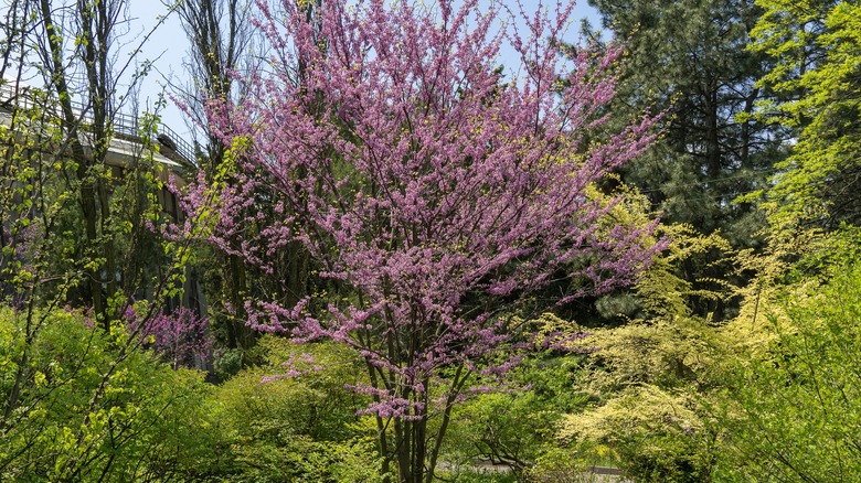Showstopping pink trees to add to your yard that birds love to visit