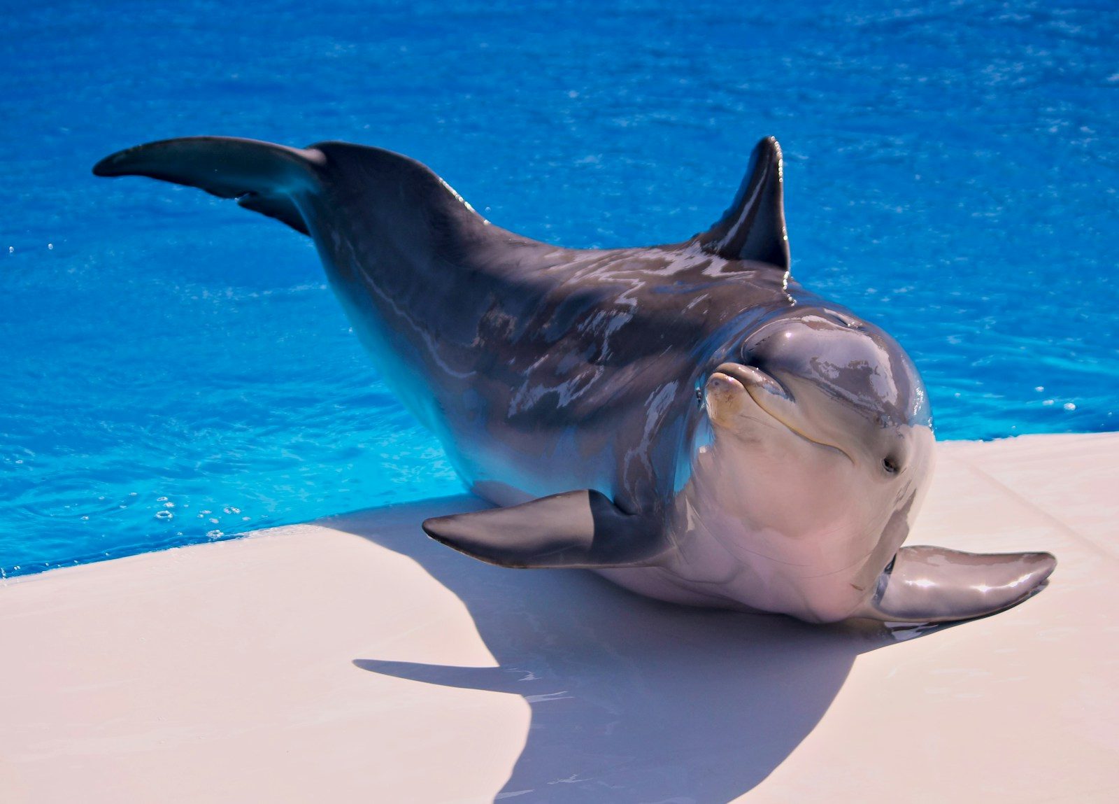 Dolphin intelligence facts that reveal how smart they truly are