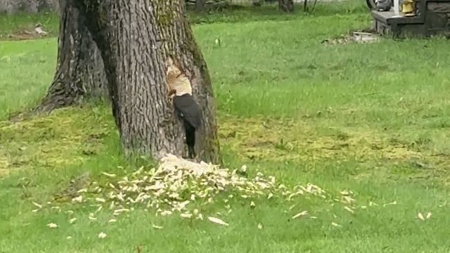 Pileated woodpecker 'destroys' woman's tree in viral video