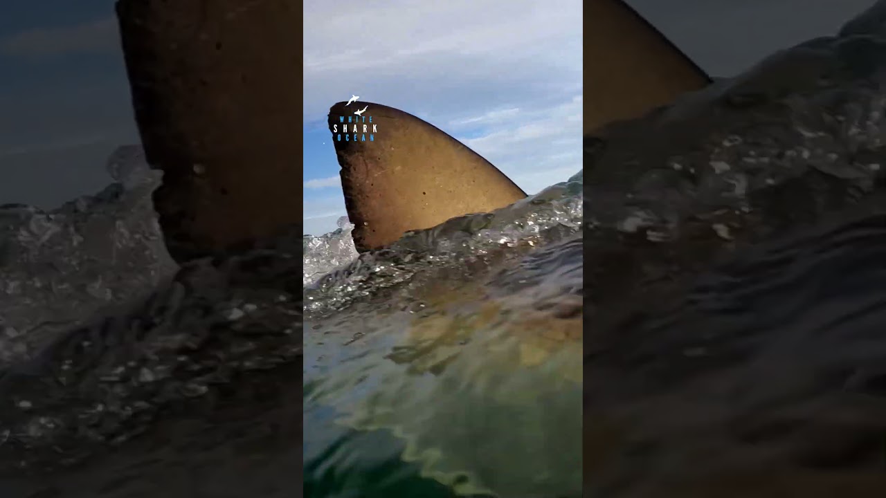 Great whites head bursts out of the water