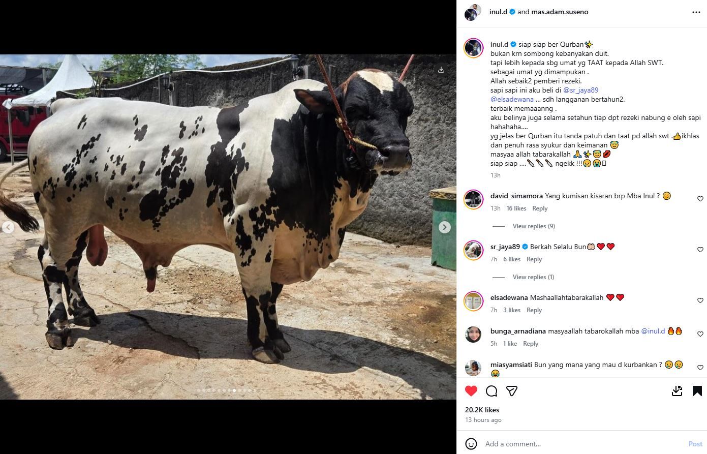 Besar dan gemuk-gemuk, intip deretan sapi kurban Inul Daratista untuk ...