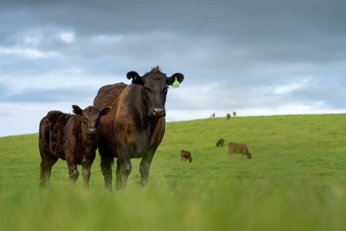 Toddler skillfully leads cows with his toy truck in Texas ranch video