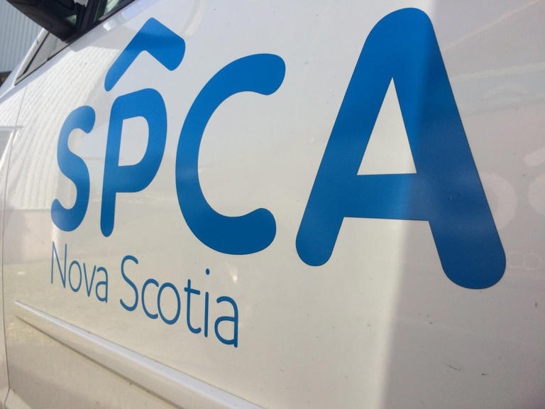 Nova Scotia SPCA pauses neuter program for feral cats