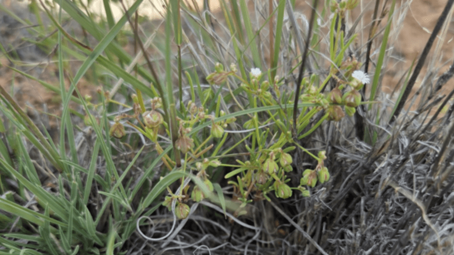 Researchers working to find solution to toxic plant on southwestern New ...