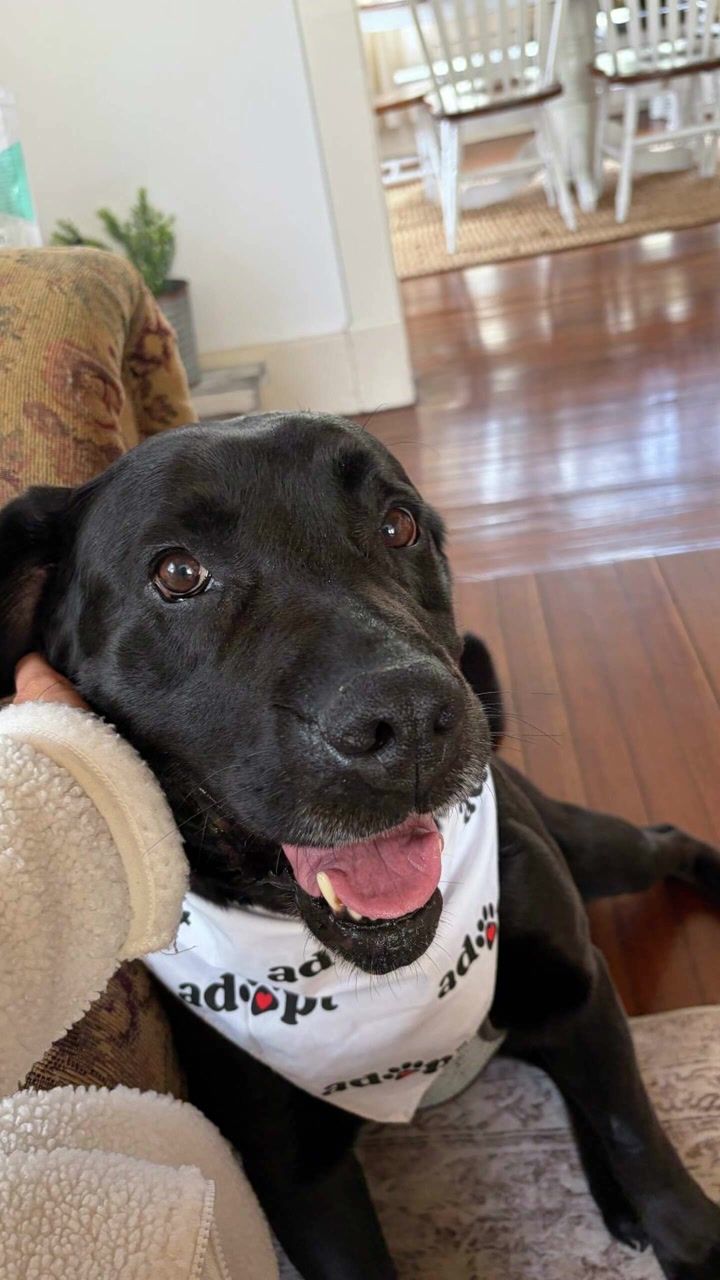 Marley, the stray dog with terminal cancer, finds a home