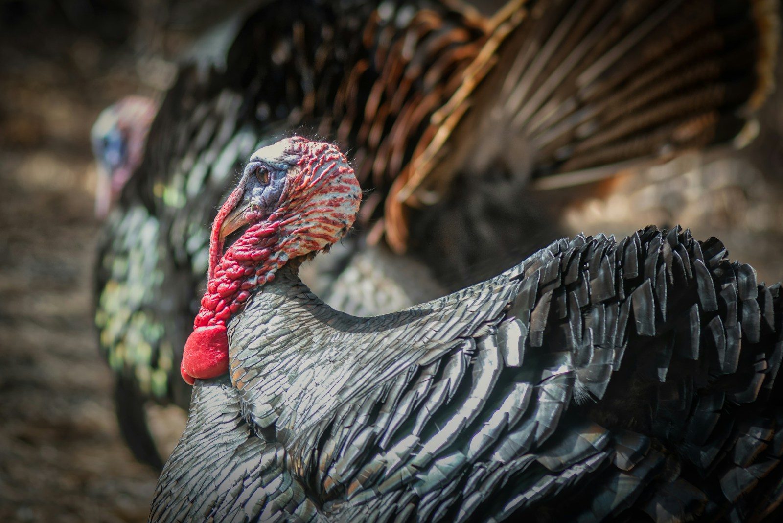 6 US states leading the nation in wild turkey population