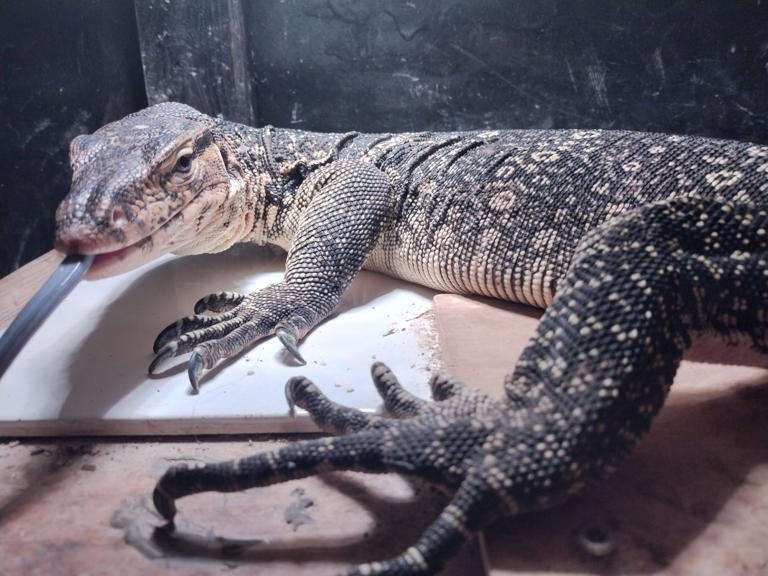 4.5-foot-long lizard named Paco that walks with a wobble found after ...