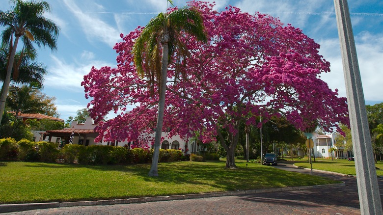 Showstopping pink trees to add to your yard that birds love to visit
