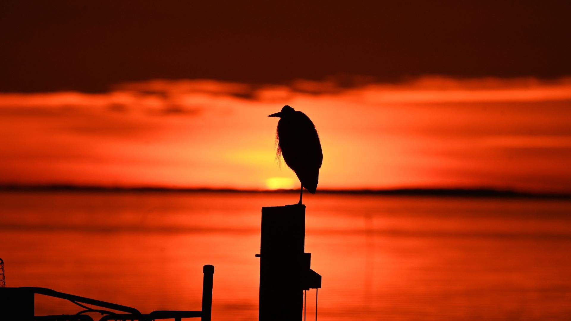The best US states for bird watching revealed