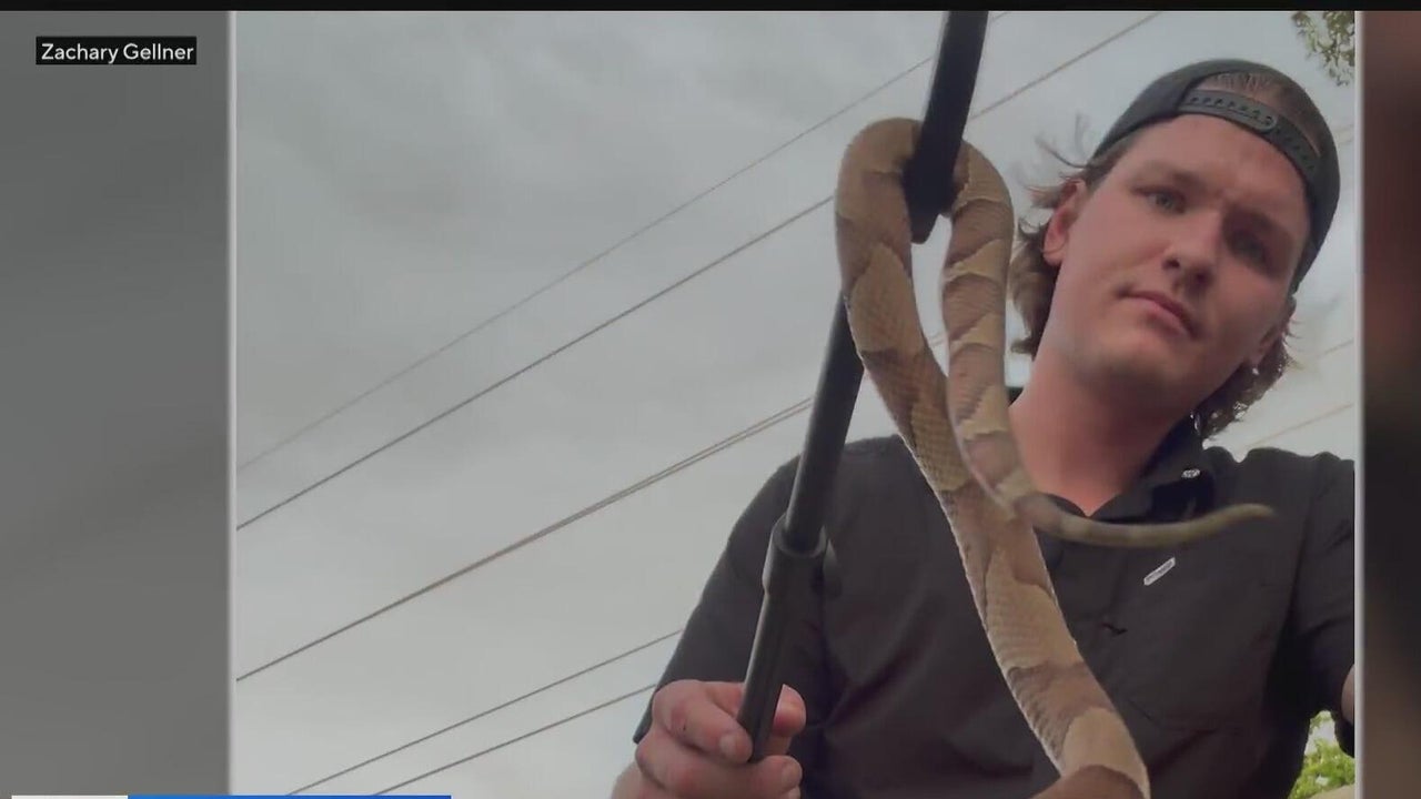 Copperhead sighting at Grapevine apartments prompts expert warning