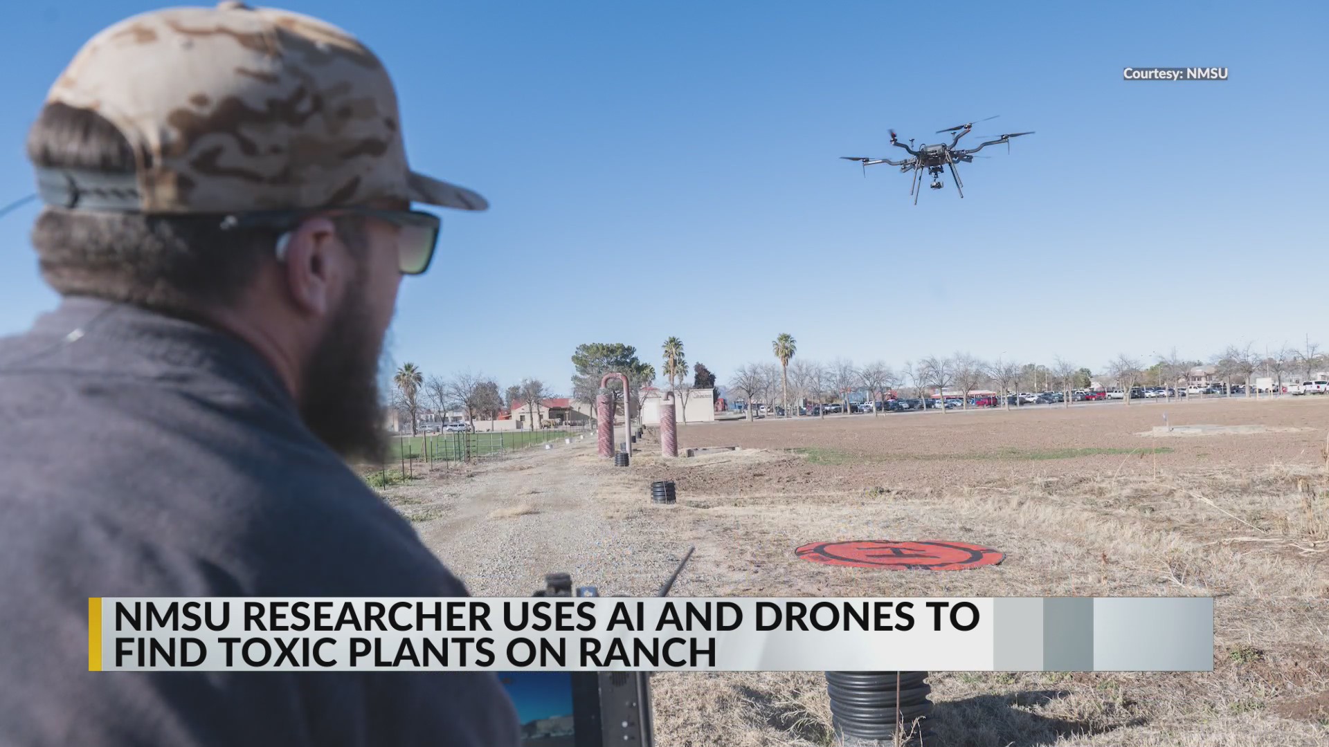 Researchers working to find solution to toxic plant on southwestern New ...