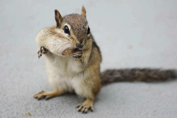 Why rat and squirrel damage looks almost identical