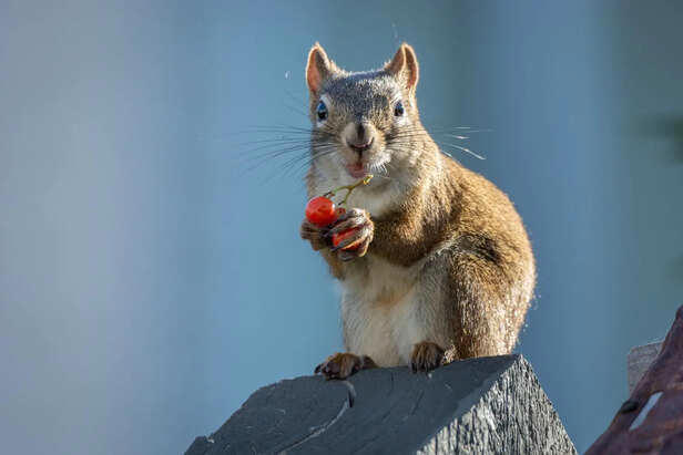 Why rat and squirrel damage looks almost identical