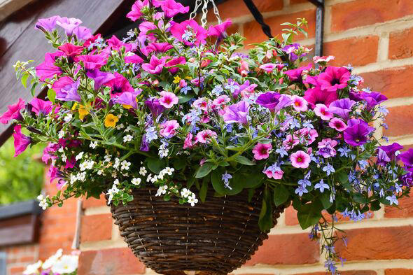 Hanging baskets will bloom more colourful flowers if watered ...