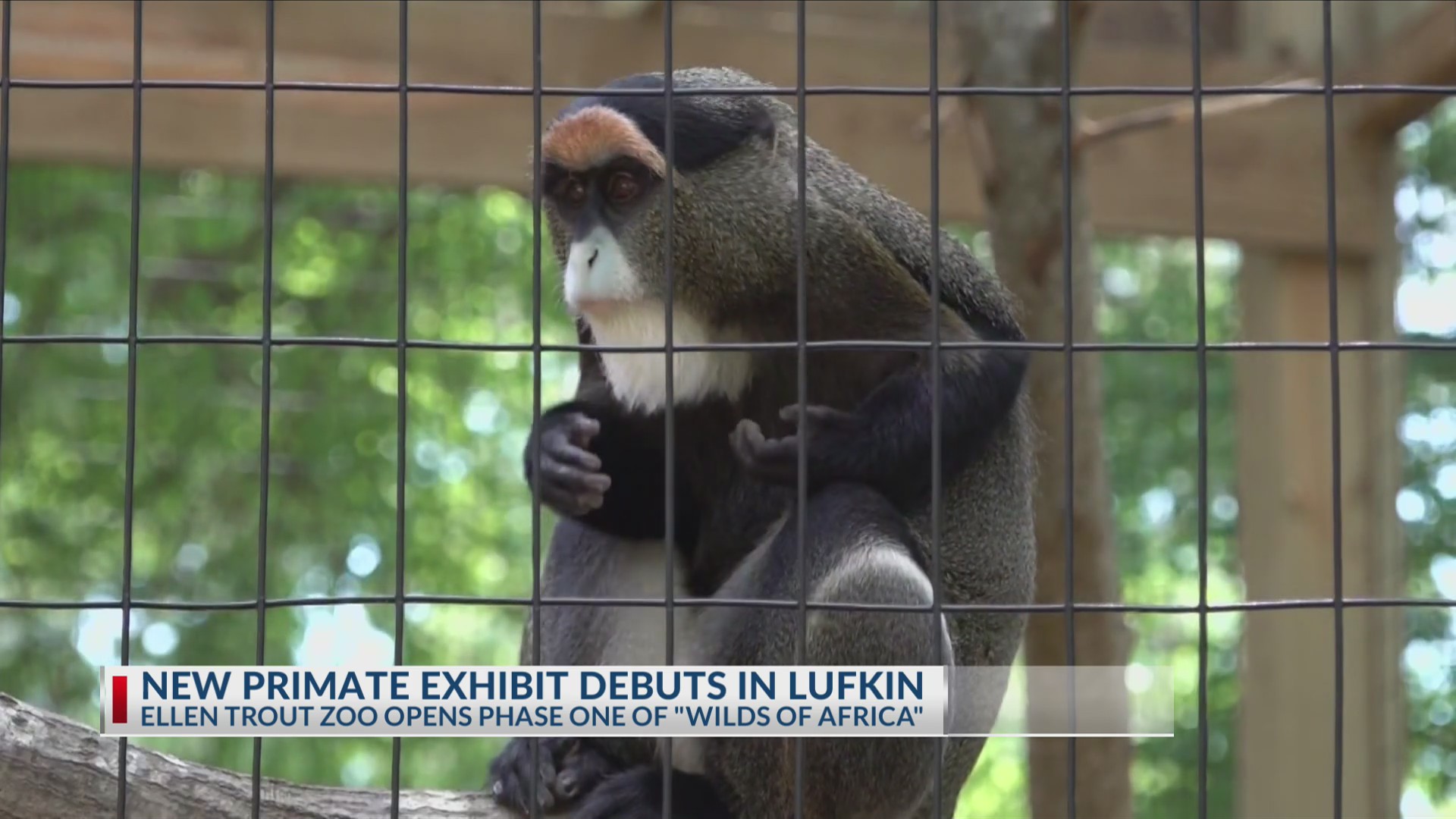 Ellen Trout Zoo unveils new African primate habitat