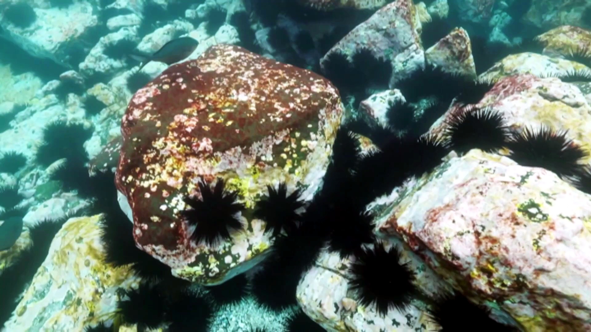 NSW govt backs Indigenous-led sea urchin harvesting to restore reefs