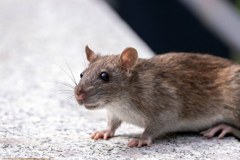 Monty Don says rats will stop coming to your garden if you avoid this 1 ...