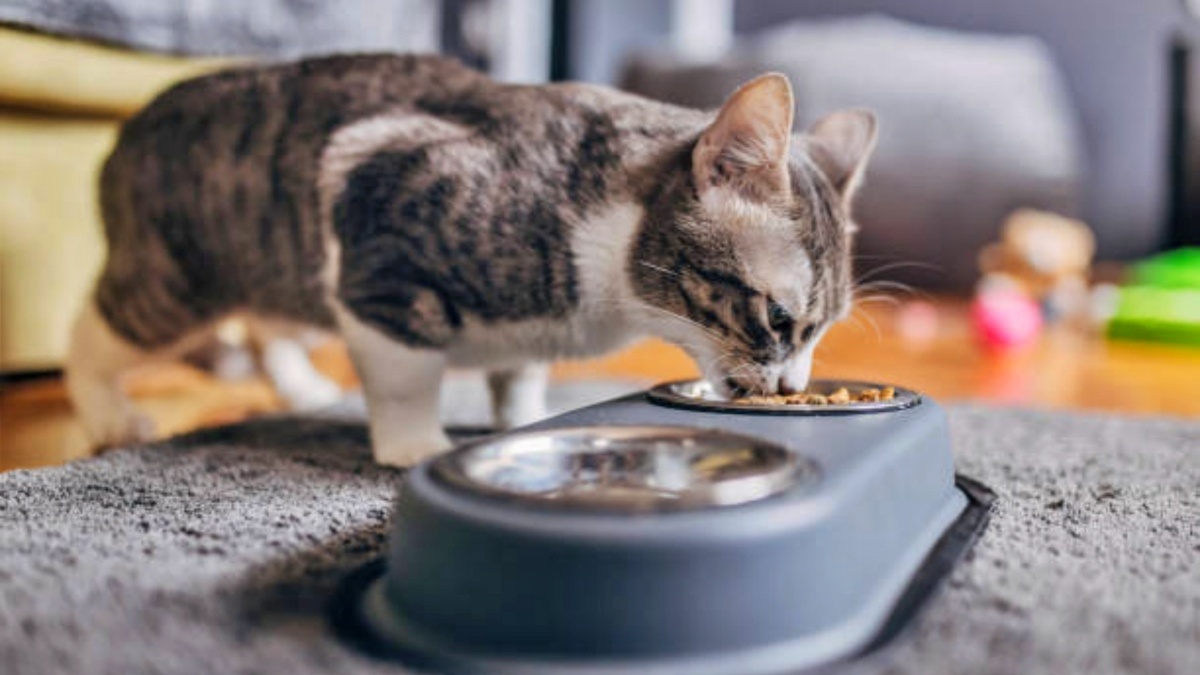 If your cat meows with food in the bowl, these 8 reasons may explain why