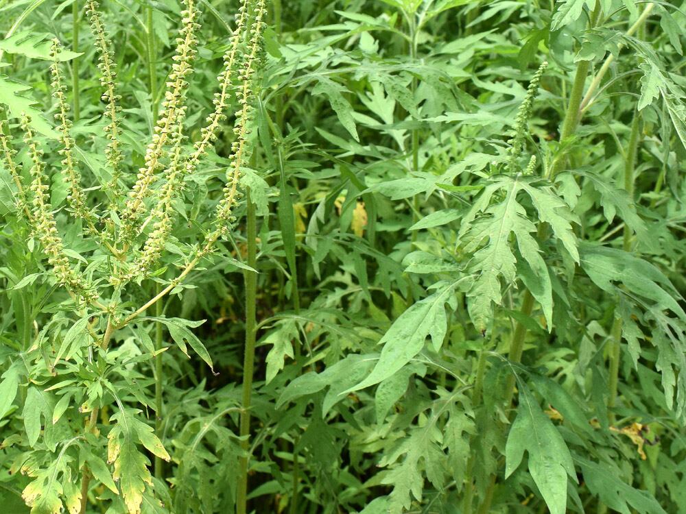 Altamisa: de dónde es, para qué sirve y características de esta planta