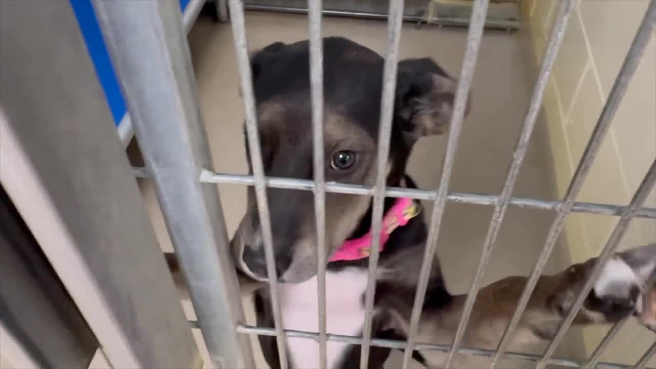 Virginia Beach SPCA urges families to adopt or foster as shelter ...