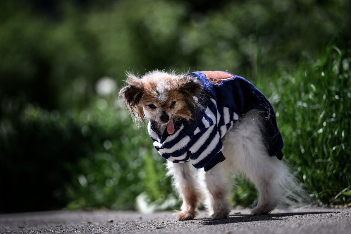World's oldest dog has died aged 30: "You were our little grandpa baby"