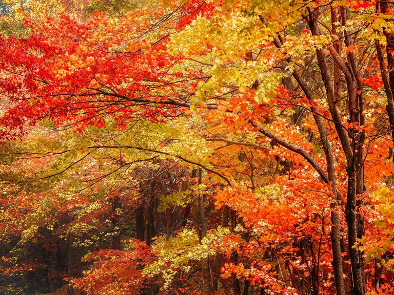 Mendham Preserve wins grant for native tree restoration