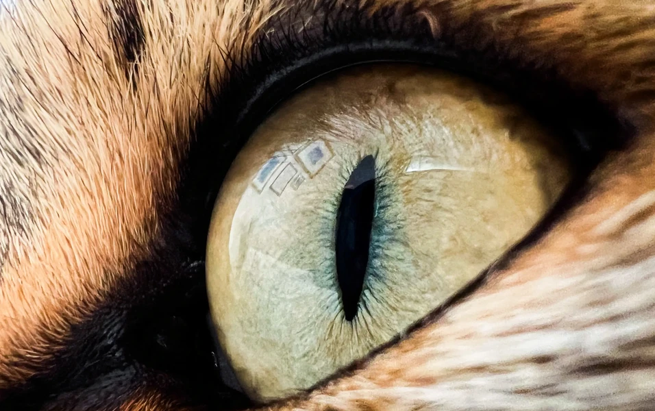 Survey finds many UK cat owners see pets as spirit guardians