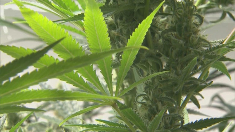 Virginia creates resentencing path for some marijuana convictions under ...