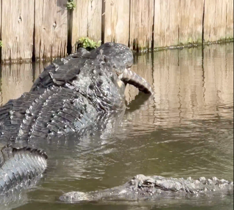 Watch: Massive alligator munches on smaller alligator in Florida ...
