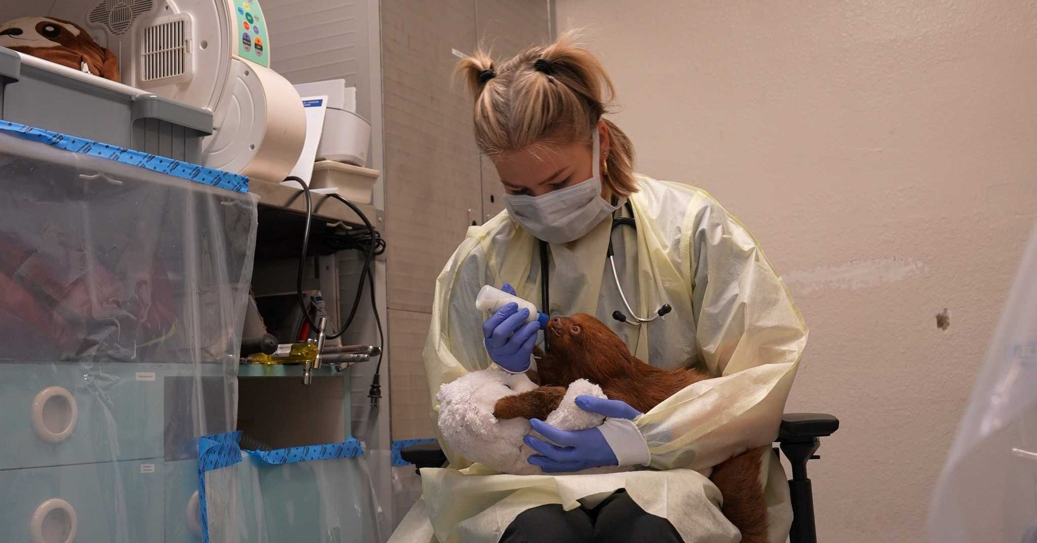 'Mr. Ginger' latest sloth to die after Central Florida 'Sloth World ...