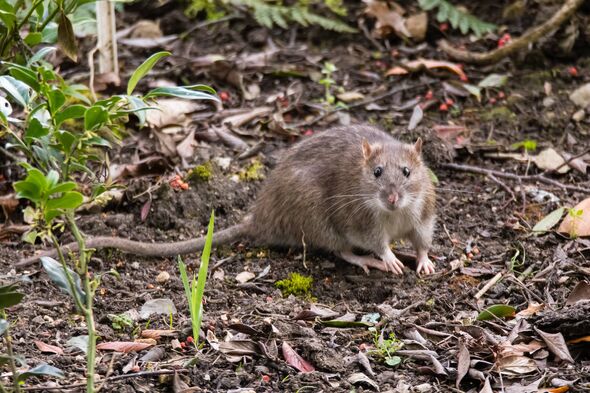 Monty Don's says 1 small change can stop rats entering your garden