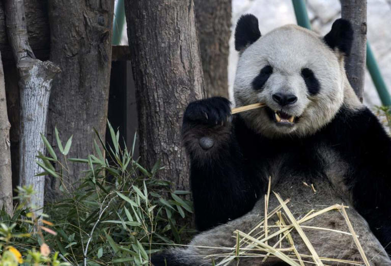Pair of giant pandas from China set to shack up at Atlanta zoo