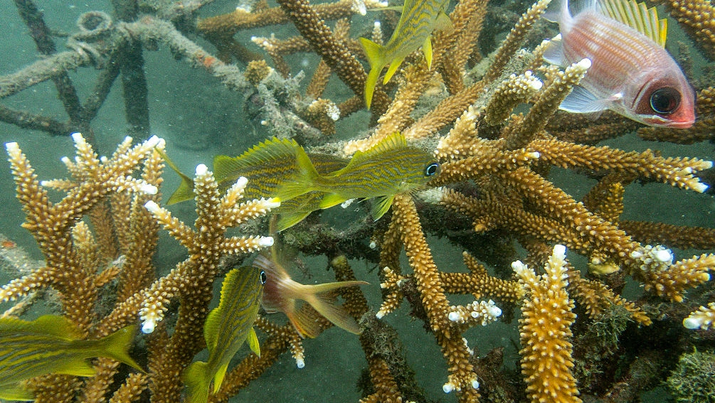 Autonomous robot maps coral reef biodiversity hotspots with precision