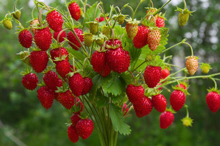 Plant these 6 fast-growing fruits in containers now for a bountiful ...