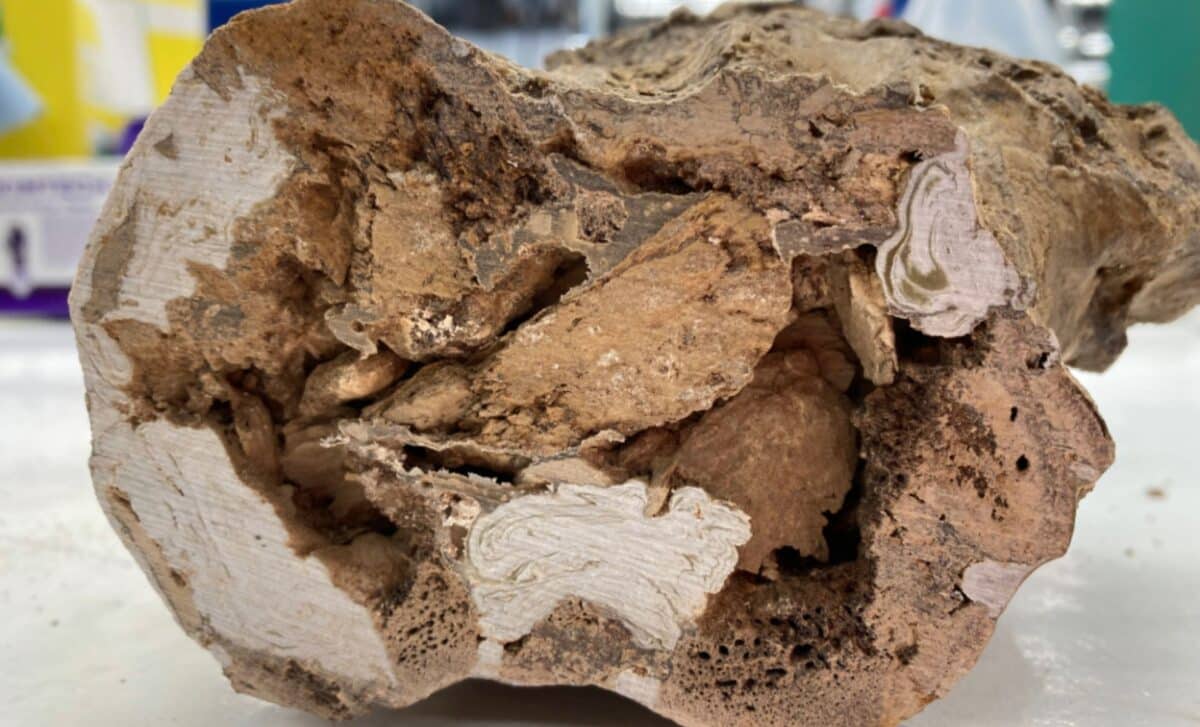 Scientists found a 66-million-year-old dinosaur bone with collagen ...