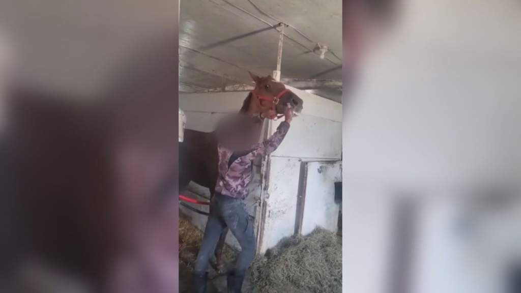 Horse hit at Winnipeg racetrack in 'hard to watch' video prompts calls ...