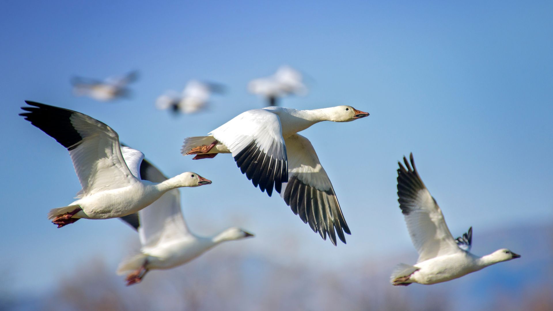 The best US states for bird watching revealed