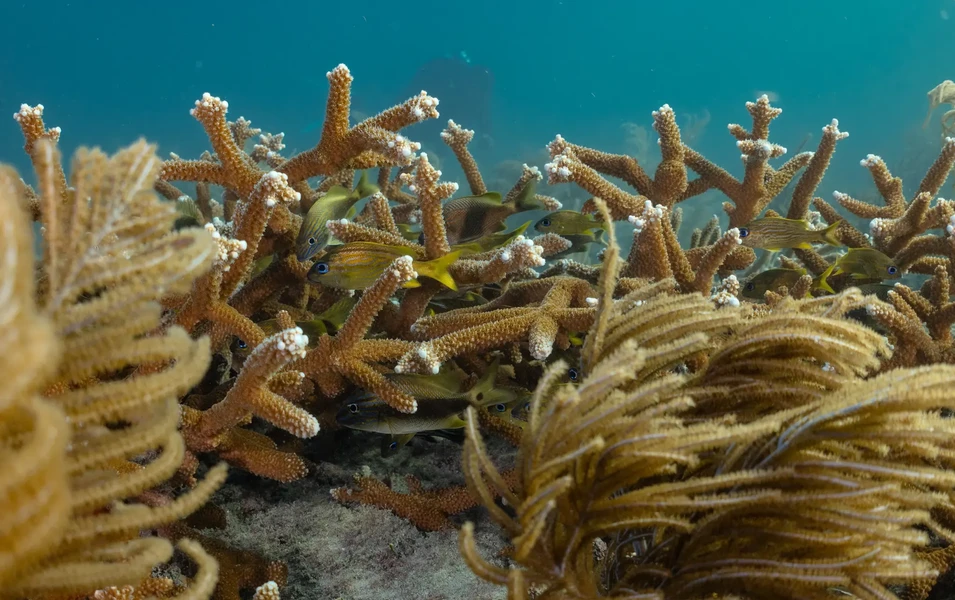 Autonomous robot maps coral reef biodiversity hotspots with precision