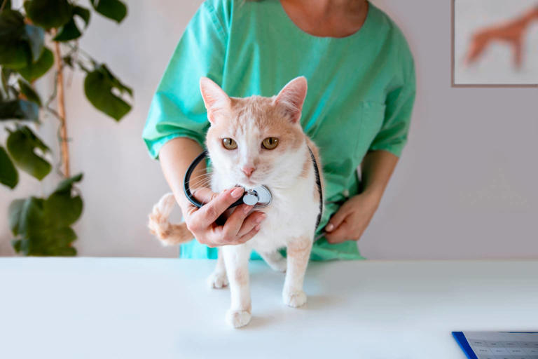 Millions of pet parents are turning to AI when their dogs and cats get ...