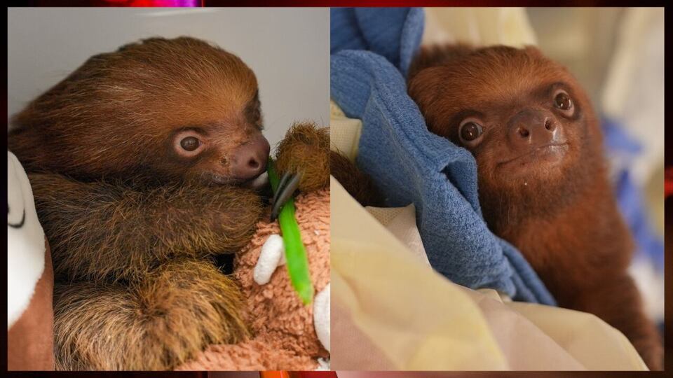 Central Florida Zoo announces loss of rescued baby sloth Mr. Ginger