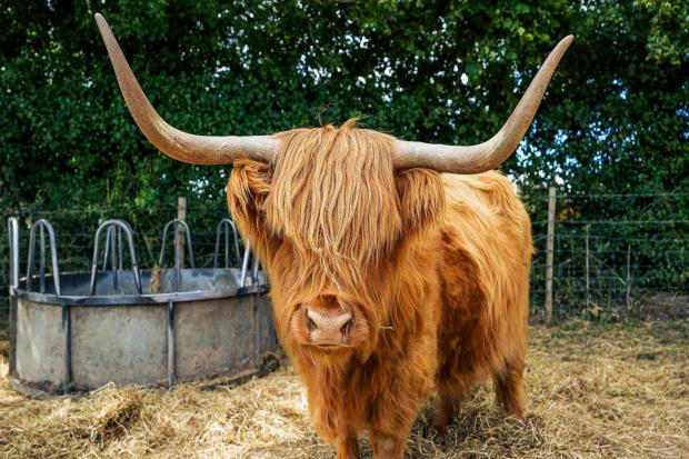 Wild-west themed event coming to Buckinghamshire farm this May half term