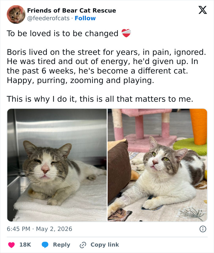 47 hilariously accurate cat tweets that every cat owner should ...