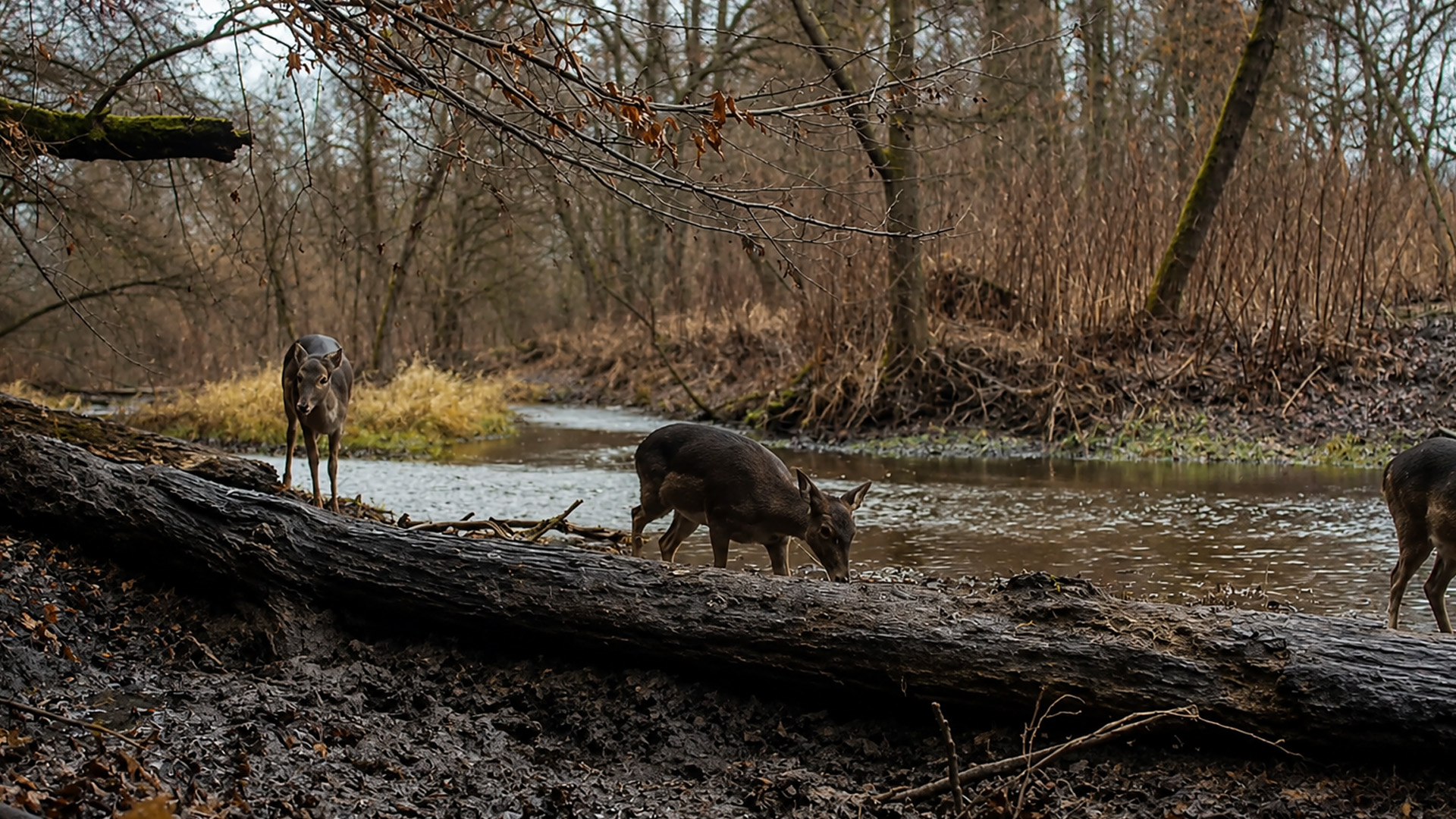 Hidden river camera captures deer gathering along the water