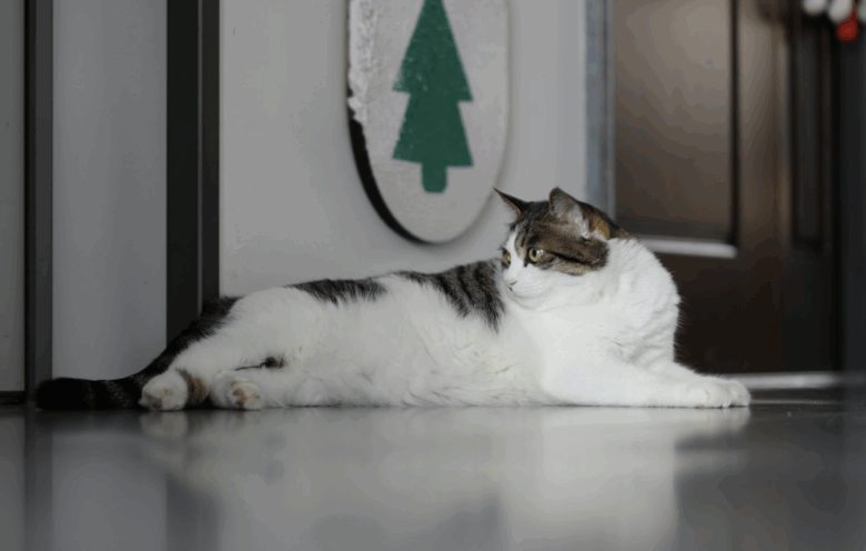 Bringing your outdoor cat inside? Avoid these common mistakes